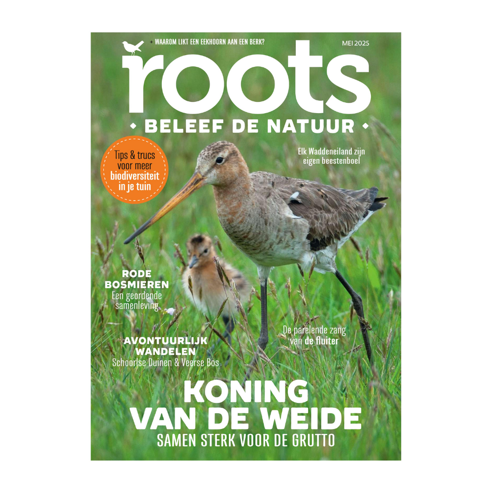 Roots editie 5 - 2025