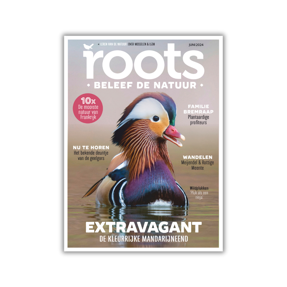 Roots subscription (ongoing)