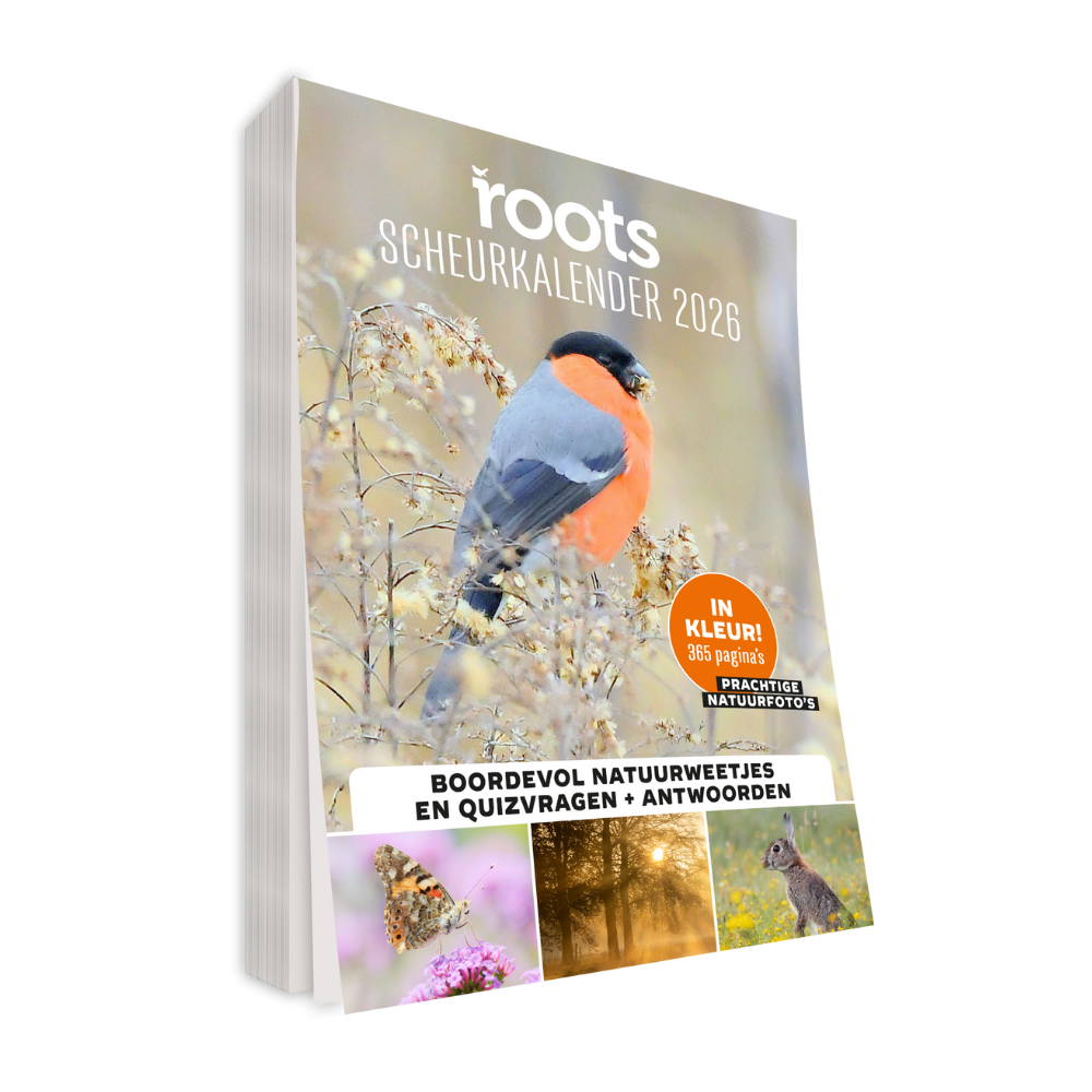 Roots Scheurkalender 2026